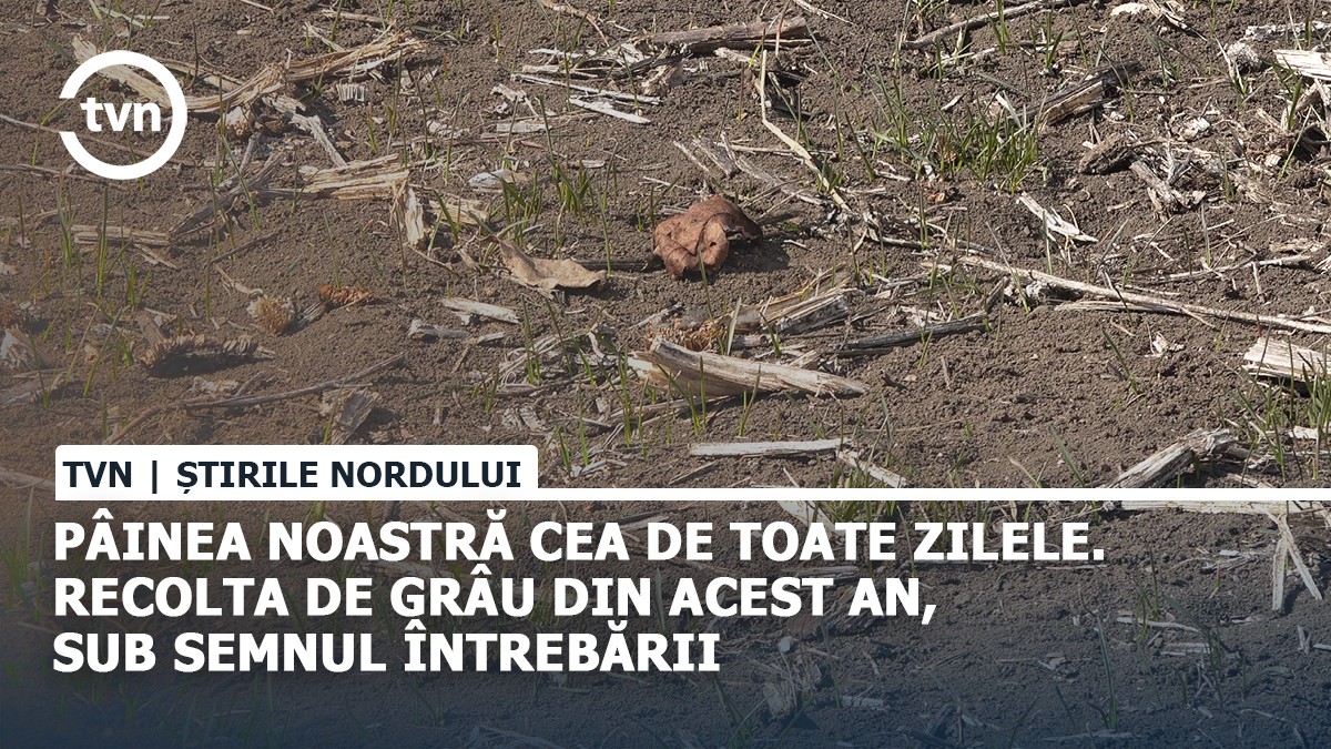 /VIDEO/ Pâinea noastră cea de toate zilele. Recolta de grâu din acest ...