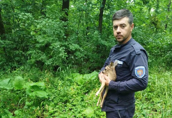 Pui de căprior salvat de la pericol și eliberat în natură
